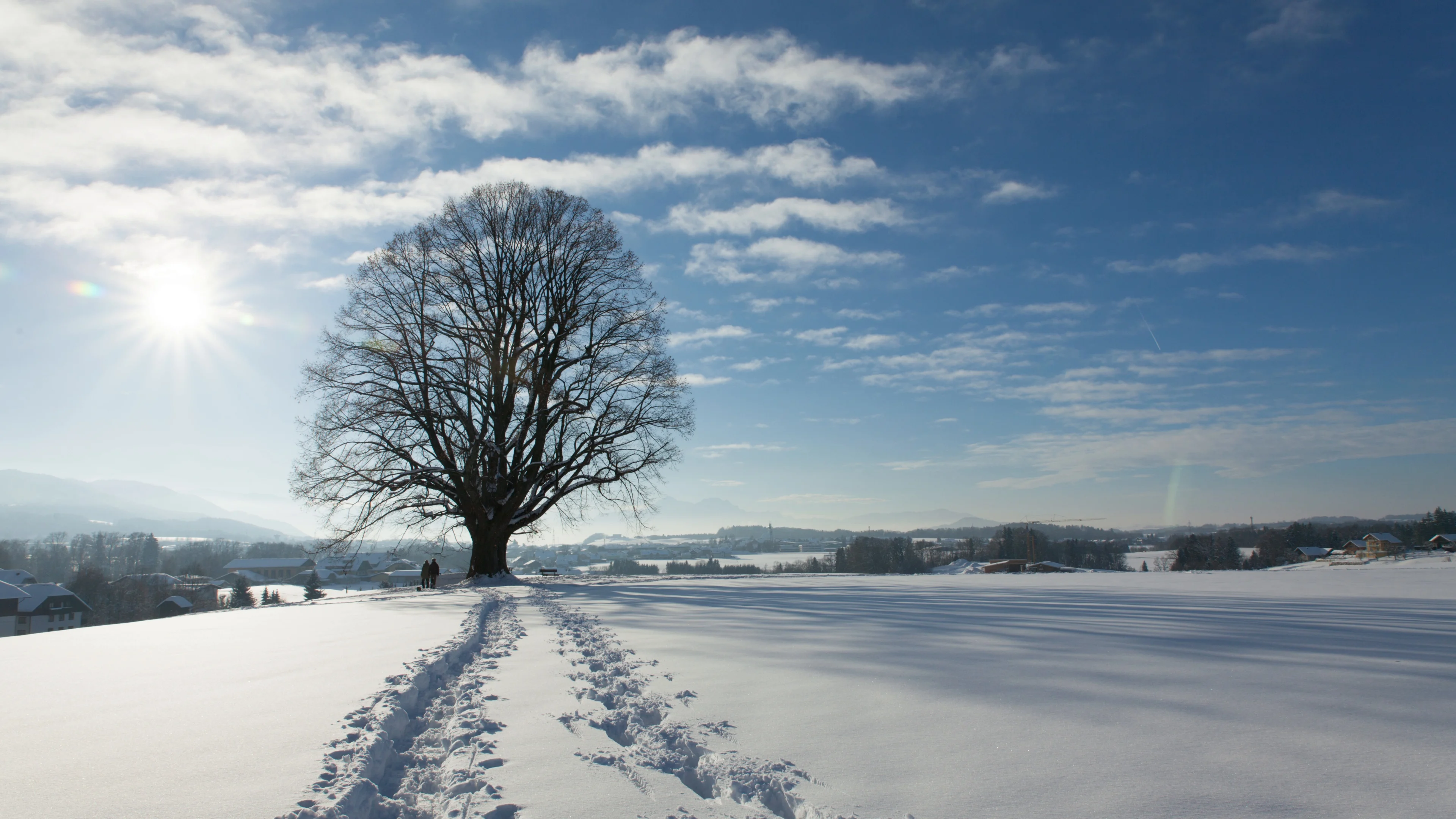 Time Lapse Tree #orangetree #california #northerncalifornia #winter
