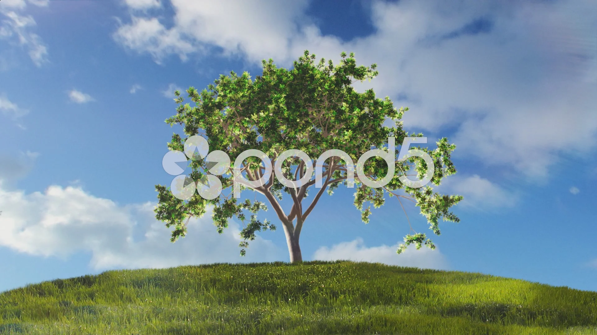 Tree Time Lapse I Had This Stump Completely Removed And Now It’s