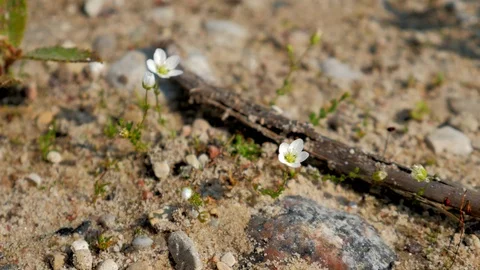 Tinny flowers on the beach with little s... | Stock Video | Pond5