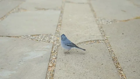 Tiny blue bird jumping on concrete brick... | Stock Video | Pond5