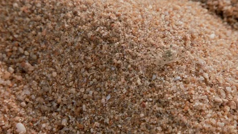 Tiny crab mimics beach sand. Phuket isla... | Stock Video | Pond5