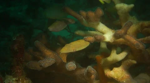 Tiny Cuttlefish blends in to coral and c... | Stock Video | Pond5