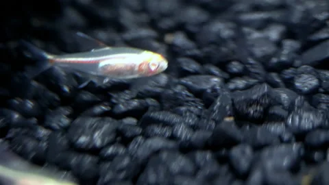 A tiny fish swims and is so transparent ... | Stock Video | Pond5
