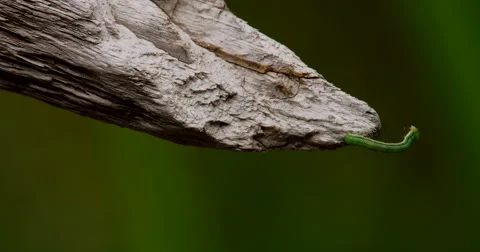 Inchworm Stock Footage ~ Royalty Free Stock Videos | Pond5