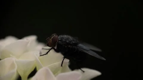 Tiny Grey Fly Looking Around and Scratch... | Stock Video | Pond5