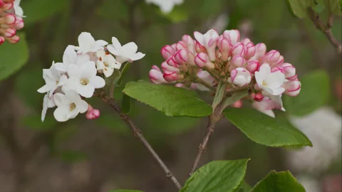 Tiny Pink P Stock Videos – Royalty-Free HD & 4K Videos | Pond5