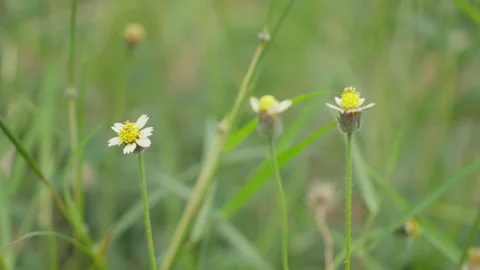 Tinydancer Stock Video Footage | Royalty Free Tinydancer Videos | Pond5