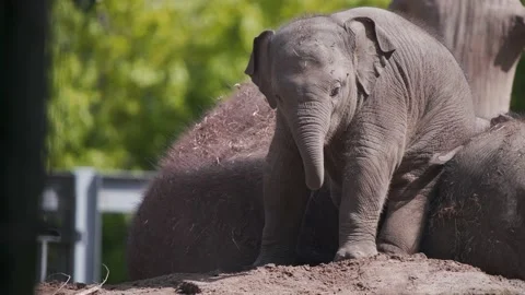 Tired baby asian elephant leaning on its... | Stock Video | Pond5
