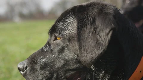 Panting Stock Video Footage | Royalty Free Panting Videos | Pond5