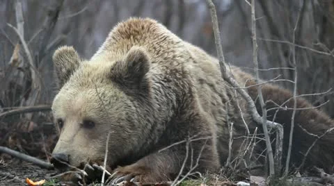 Hibernating Bear Stock Videos – Royalty-Free HD & 4K Videos | Pond5