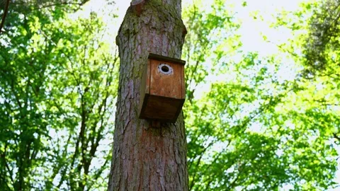 Tit box on a tree into which a blue bird... | Stock Video | Pond5