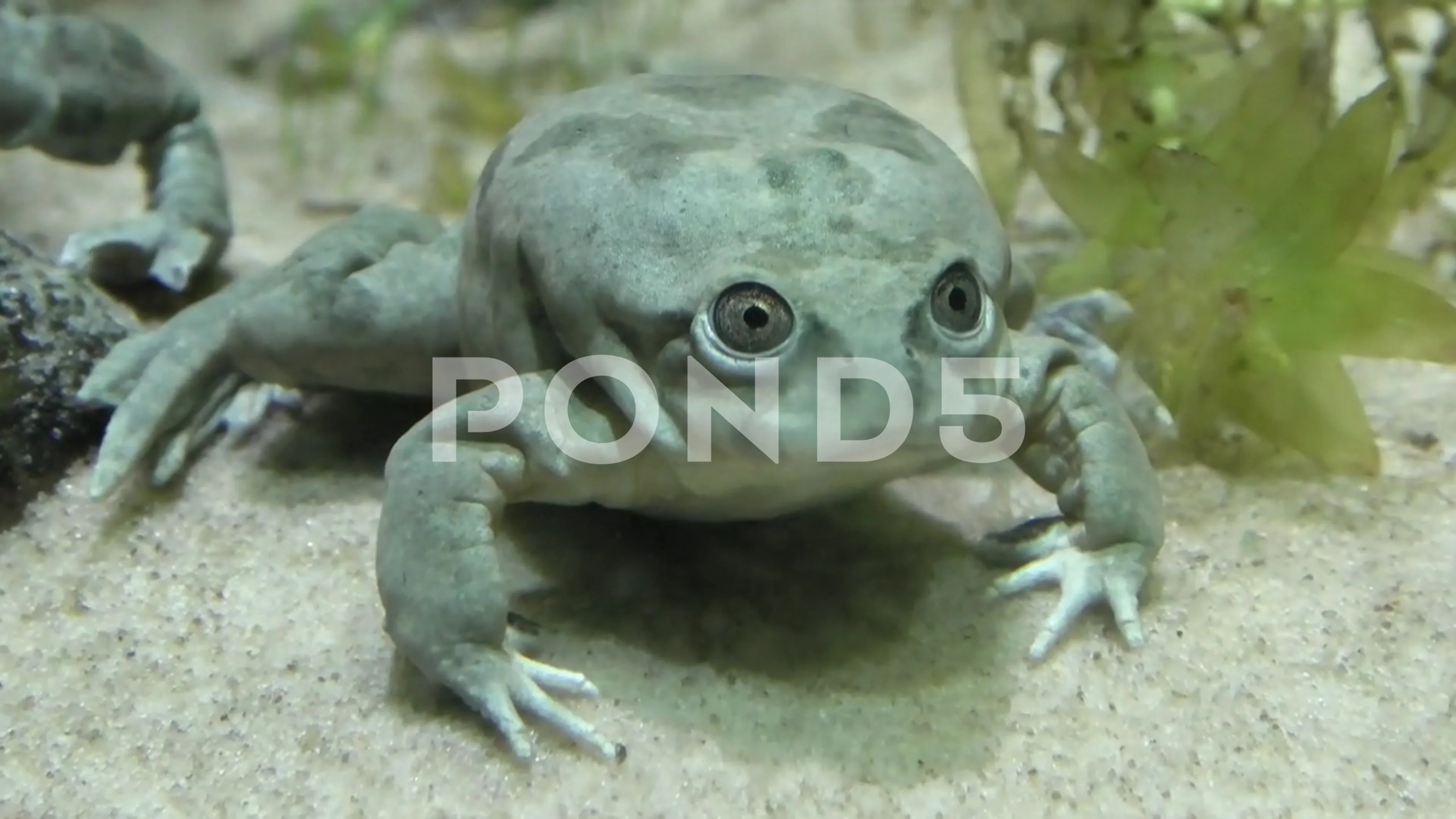 Aquatic Scrotum Frog Saving The Titicaca 'Scrotum Frog' In The Andean