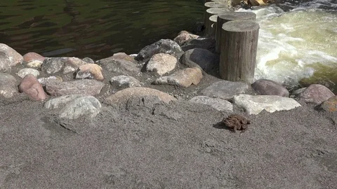 Animals Mating Videos Stock Videos – Royalty-Free HD & 4K Videos | Page 2