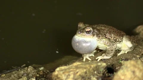 Throat Singing Stock Video Footage | Royalty Free Throat Singing Videos ...