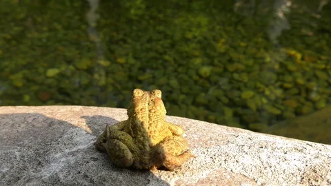 toad gets poked by hand and jumps into w... | Stock Video | Pond5