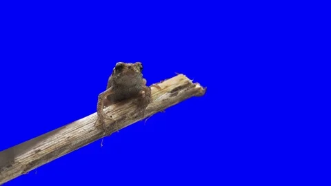 Toad Green Screen Effect | Stock Video | Pond5