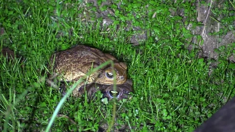 Animal Copulation Stock Video Footage | Royalty Free Animal Copulation ...