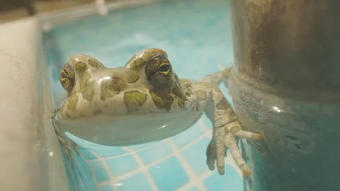 toad by a swimming pool | Stock Video | Pond5