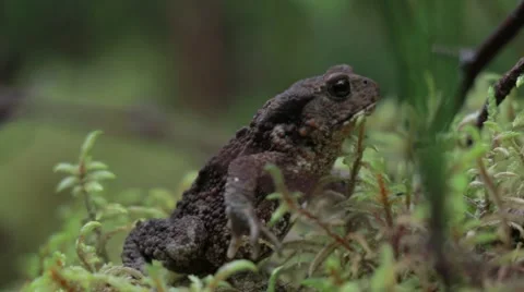 Toad turning around in a forest | Stock Video | Pond5