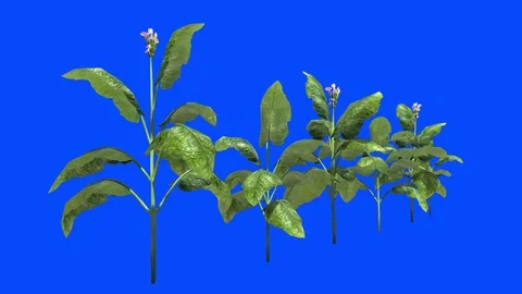 Tobacco leaves bushes in the wind. Alpha... | Stock Video | Pond5