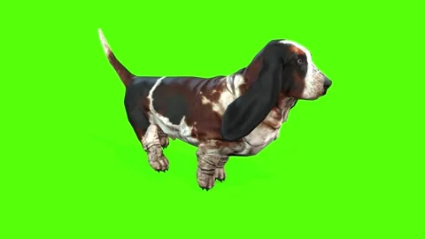 Toby Dog Running Green Screen Animation ... | Stock Video | Pond5