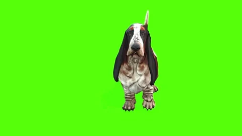 Toby Dog Walking Green Screen Animation ... | Stock Video | Pond5