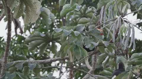 Toco toucan, Ramphastos toco, hopping th... | Stock Video | Pond5