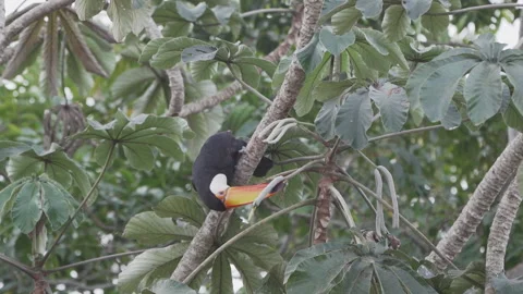 Toco toucan, Ramphastos toco, hopping th... | Stock Video | Pond5