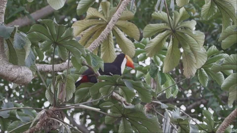 Toco toucan, Ramphastos toco, hopping th... | Stock Video | Pond5