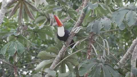 Toco toucan, Ramphastos toco, hopping th... | Stock Video | Pond5