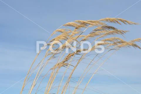 Toe toe or pampas grass seed-heads blowing in breeze ~ Hi Res #194979683
