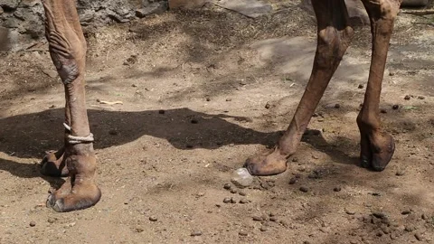 Asian Cameltoes Stock Videos – Royalty-Free HD & 4K Videos | Pond5