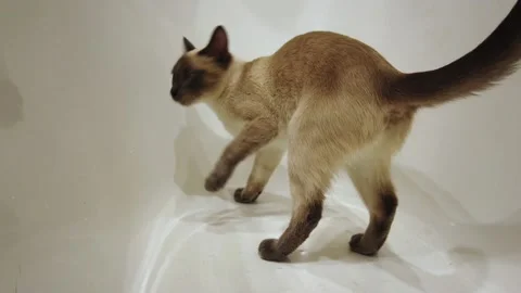Toilet cat in the bath. The cat peeing, ... | Stock Video | Pond5