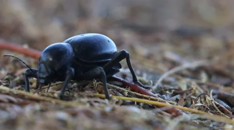 Tok Tok Order Stock Videos – Royalty-Free HD & 4K Videos