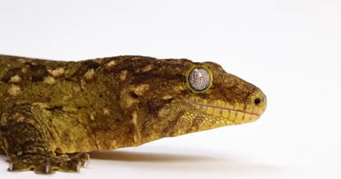 Tokay Gecko Stock Video Footage | Royalty Free Tokay Gecko Videos | Pond5