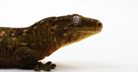 Tokay Gecko Stock Video Footage | Royalty Free Tokay Gecko Videos | Pond5