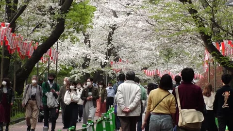 TOKYO, JAPAN : Crowd of people and cherr... | Stock Video | Pond5
