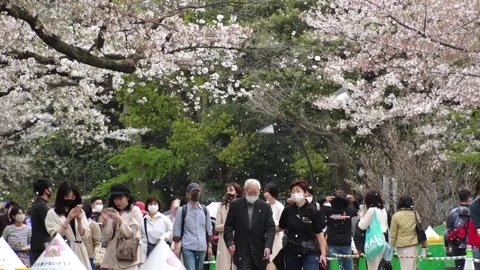 TOKYO, JAPAN : Crowd of people and cherr... | Stock Video | Pond5