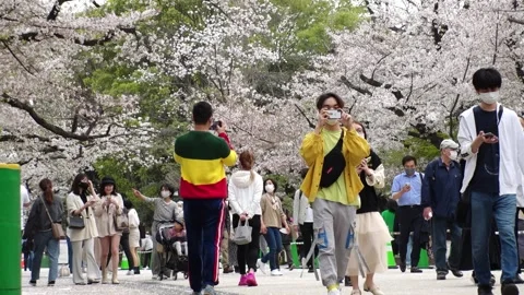 TOKYO, JAPAN : Crowd of people and cherr... | Stock Video | Pond5