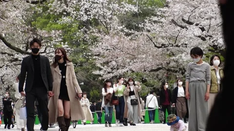 TOKYO, JAPAN : Crowd of people and cherr... | Stock Video | Pond5