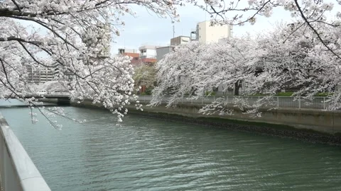 Tokyo Oyoko River Cherry blossoms Cyclin... | Stock Video | Pond5