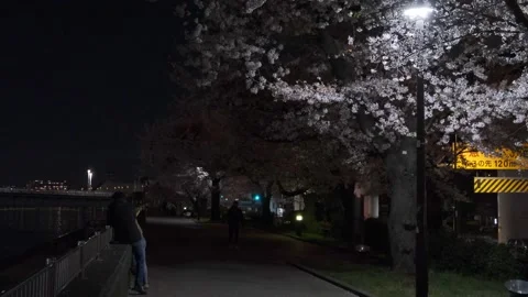 Tokyo Sumida Park Cherry blossom Night V... | Stock Video | Pond5