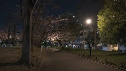 Tokyo Sumida Park Cherry blossom Night V... | Stock Video | Pond5