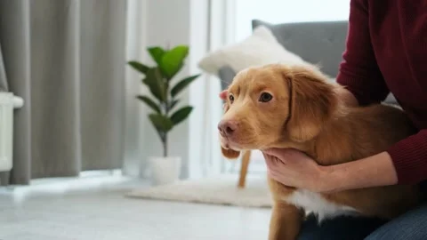 Dog Ducking Woman Stock Videos – Royalty-Free HD & 4K Videos