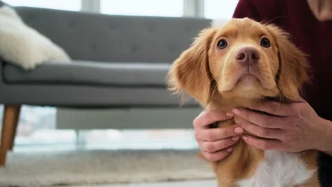 Dog Ducking Woman Stock Videos – Royalty-Free HD & 4K Videos