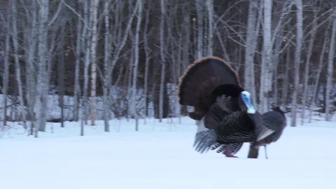 Dance With Tom Stock Videos – Royalty-Free HD & 4K Videos