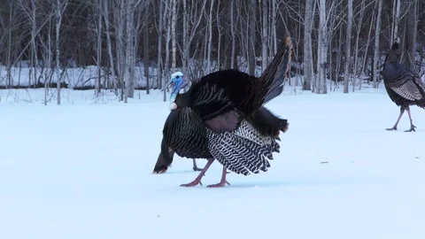 Dance With Tom Stock Videos – Royalty-Free HD & 4K Videos