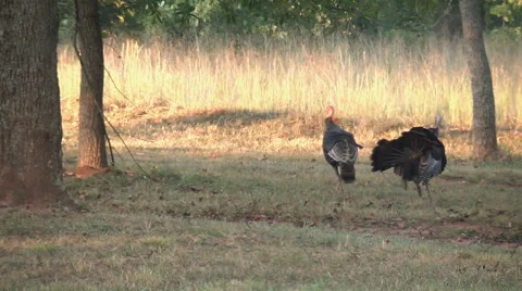 Trophy Another Stock Videos – Royalty-Free HD & 4K Videos | Pond5