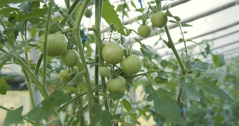 Top Down Bush Stock Videos – Royalty-Free HD & 4K Videos