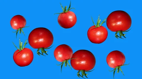 tomato falling from left to right blue s... | Stock Video | Pond5